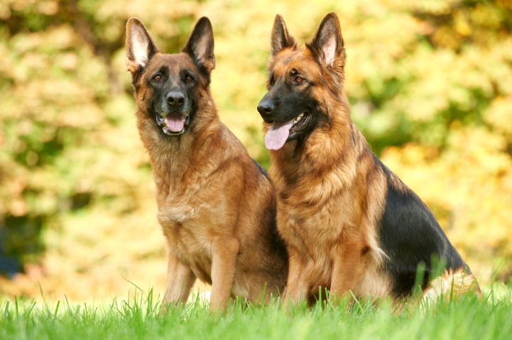 Pastor Alemão | Saiba Tudo Sobre a Raça de Cachorros Pastor Alemão
